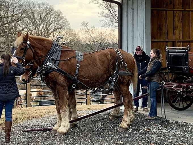 Getting the horses ready is half theater, half genuine craftsmanship, and entirely worth watching.