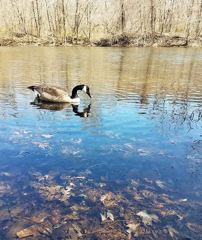 Canada geese own this place, and they're not shy about reminding visitors who the real residents are here.