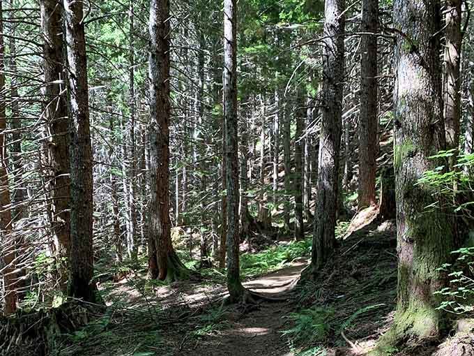 Sunlight filters through towering evergreens, creating those perfect Instagram-worthy forest cathedral moments you've been seeking.