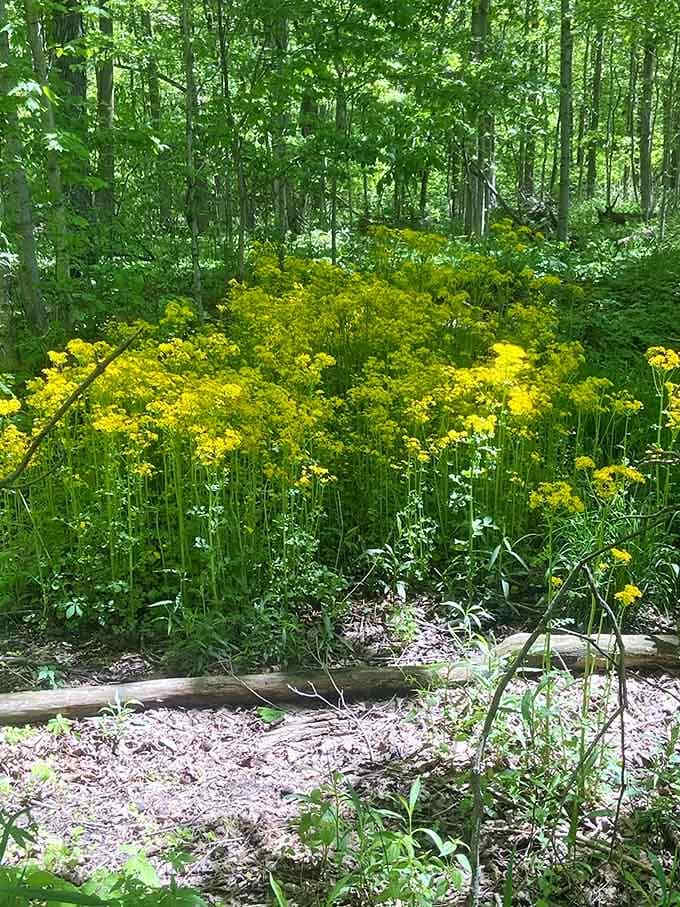 Yellow blooms burst forth in summer, transforming the forest floor into a cheerful display that rivals any botanical garden entrance.