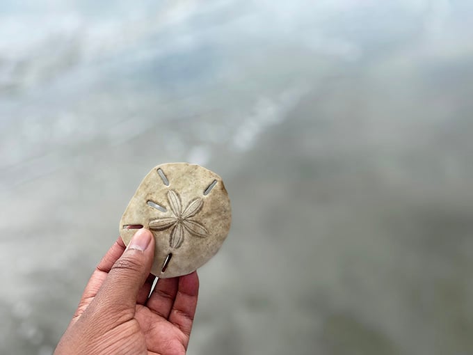 Finding a sand dollar feels like discovering buried treasure, nature's own currency washed ashore for lucky visitors.