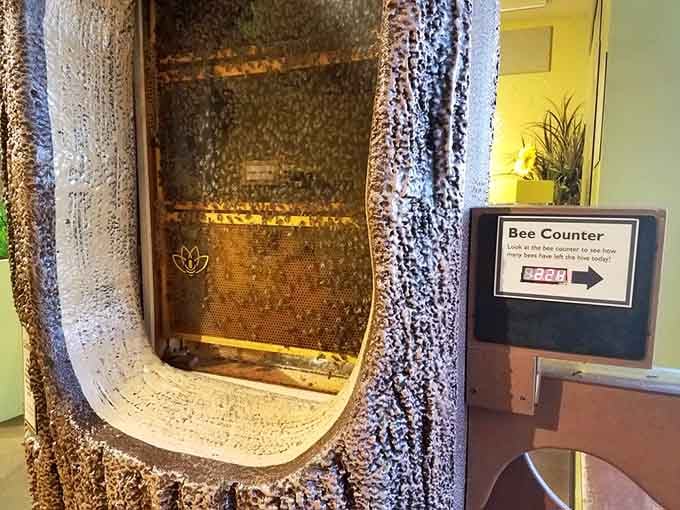 A working beehive behind glass lets you safely observe thousands of bees without the usual panic and flailing.