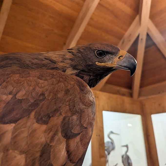 A magnificent raptor mount commands attention, reminding visitors that Connecticut's skies host some seriously impressive residents.