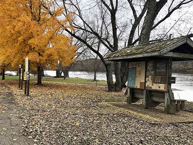 That golden tree standing sentinel by the information board knows all the park's secrets and isn't telling a soul.