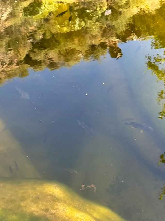 Crystal-clear water reveals the pool's secrets below, where fish swim lazily like they're living their best retirement life.