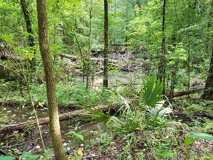 Angus Gholson Nature Park provides hiking trails through genuine Florida wilderness without the entrance fees or crowds.