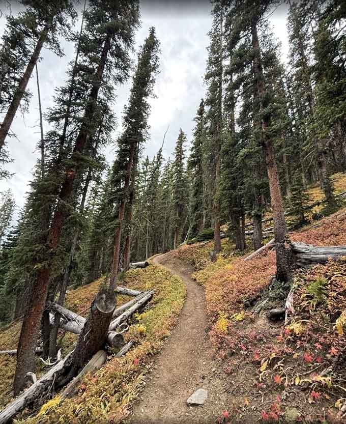 The forest trail that leads to magic, where every step brings you closer to something truly extraordinary.