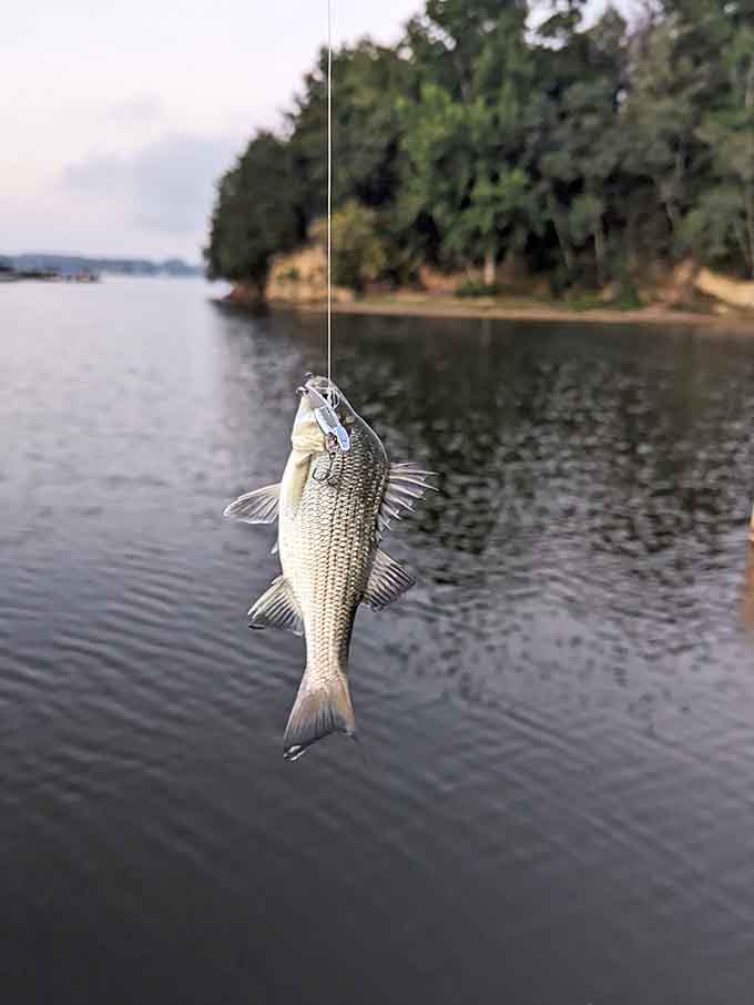 Fresh catch of the day, courtesy of Lake Norman's generous fish population and your questionable fishing skills.