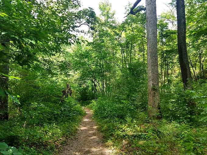 Forest trails wind through green tunnels where sunlight filters down like nature's own spotlight.