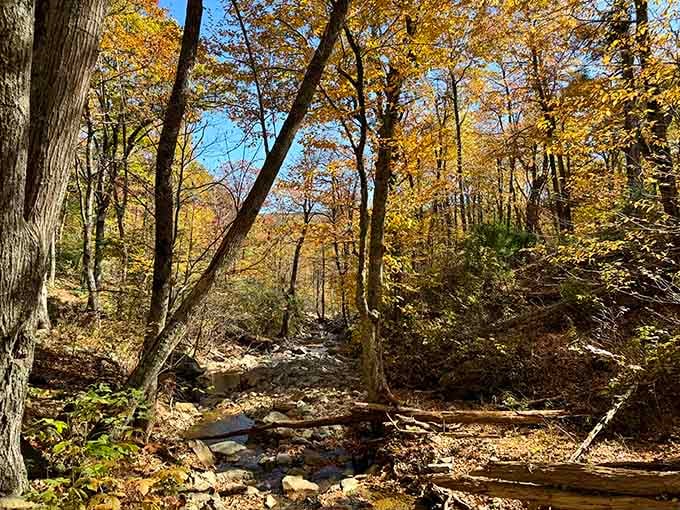 Autumn transforms the trail into a golden wonderland that makes every step feel like walking through a painting.