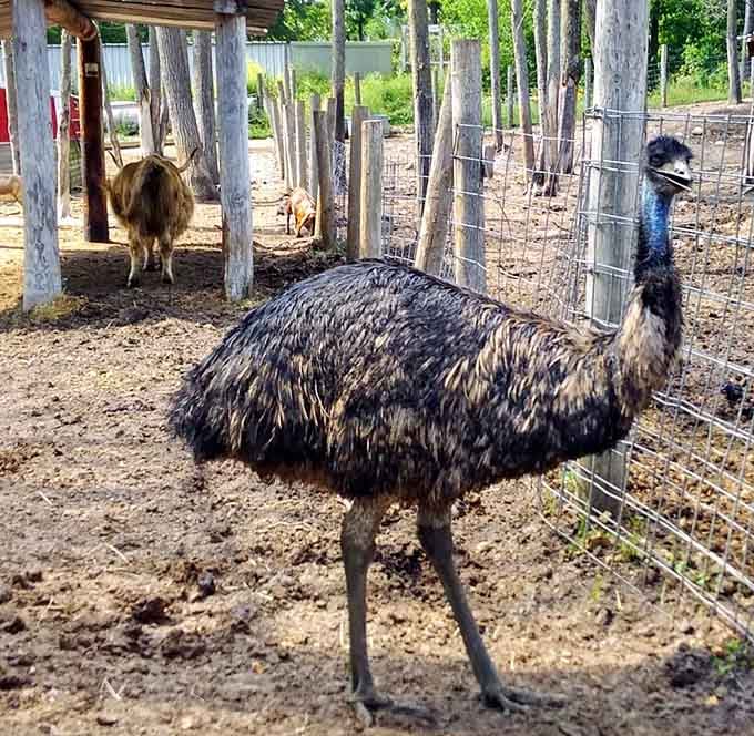 Emus strut around like they know something you don't, which is both unsettling and oddly captivating to watch.