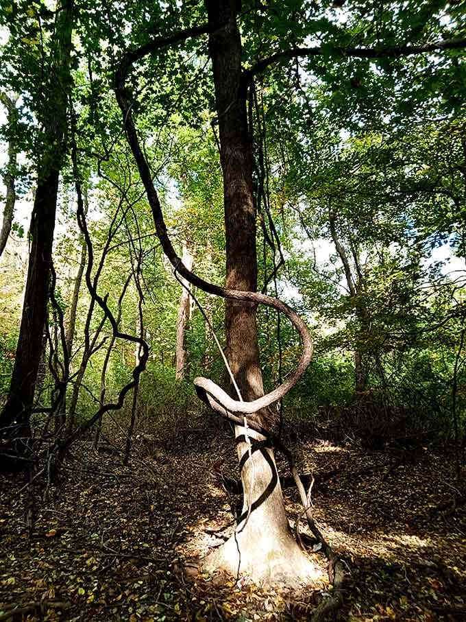 The forest is slowly reclaiming what was once a bustling neighborhood, one vine and root at a time.