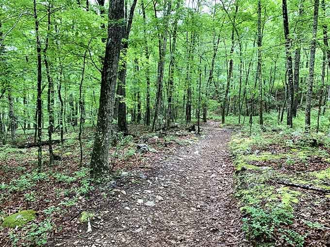 These forest trails wind through trees that have seen more seasons than your favorite TV show has episodes.