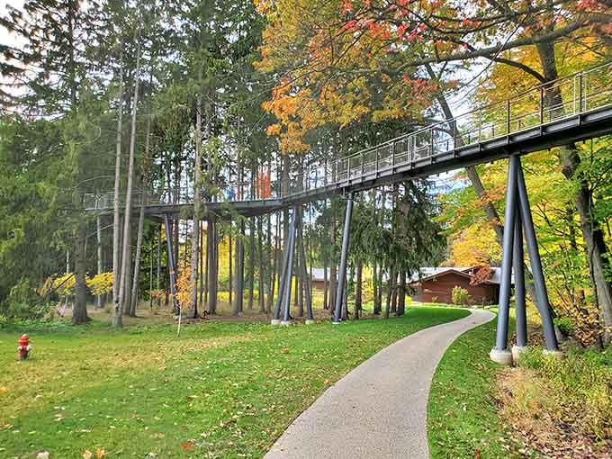 The elevated walkway curves through autumn trees, offering views that ground-dwellers can only dream about seeing.