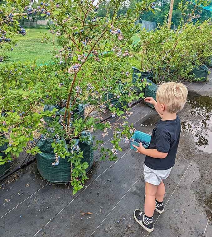 Young picker learning that the best berries are always just slightly out of reach, naturally.