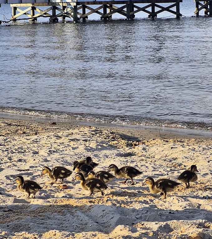 Even the local ducklings know this beach is the place to be for a perfect summer day.