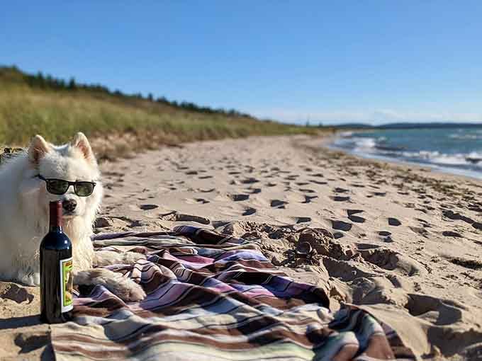 This sophisticated pup has the right idea: sunglasses, wine, and a beach blanket beat any five-star resort.