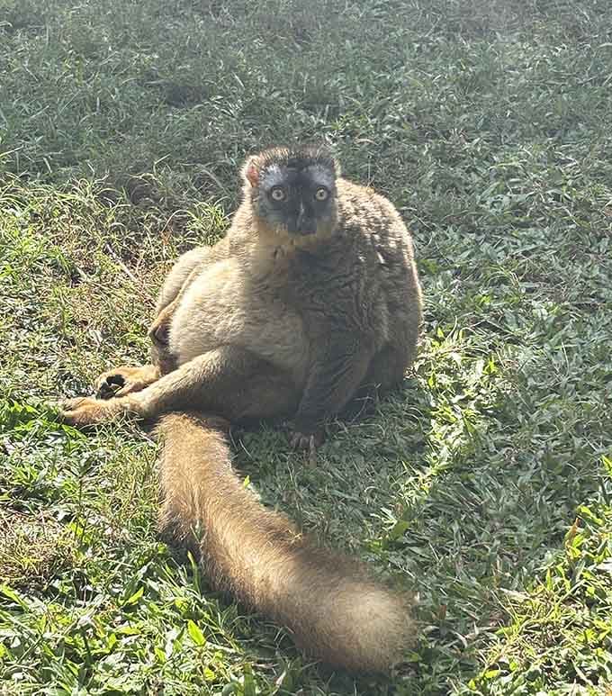 That lemur expression screams "I'm judging your life choices," but in the most adorable way possible.