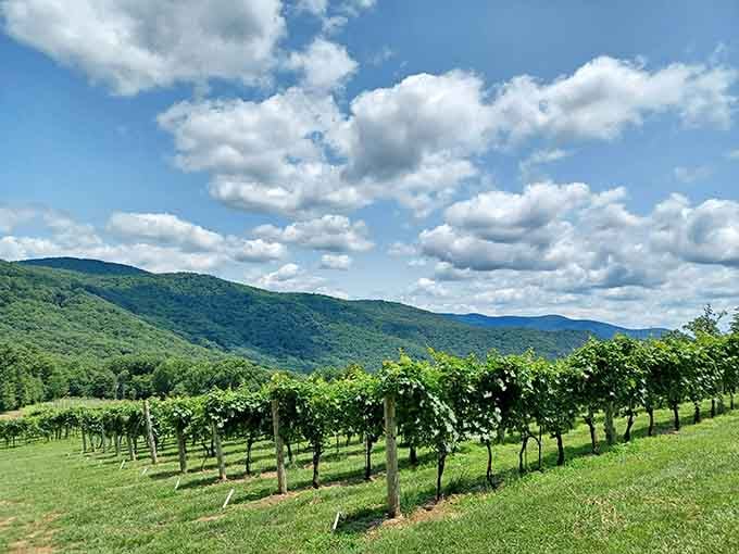 Rows of grapevines climbing the hillside under endless blue skies, Georgia's wine country showing off its best angles.