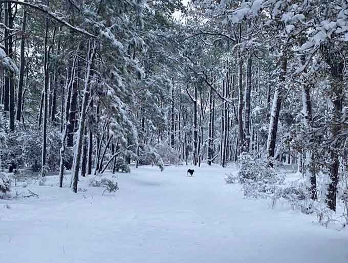 Winter transforms the trails into a snow-dusted wonderland that looks like Narnia minus the talking animals.
