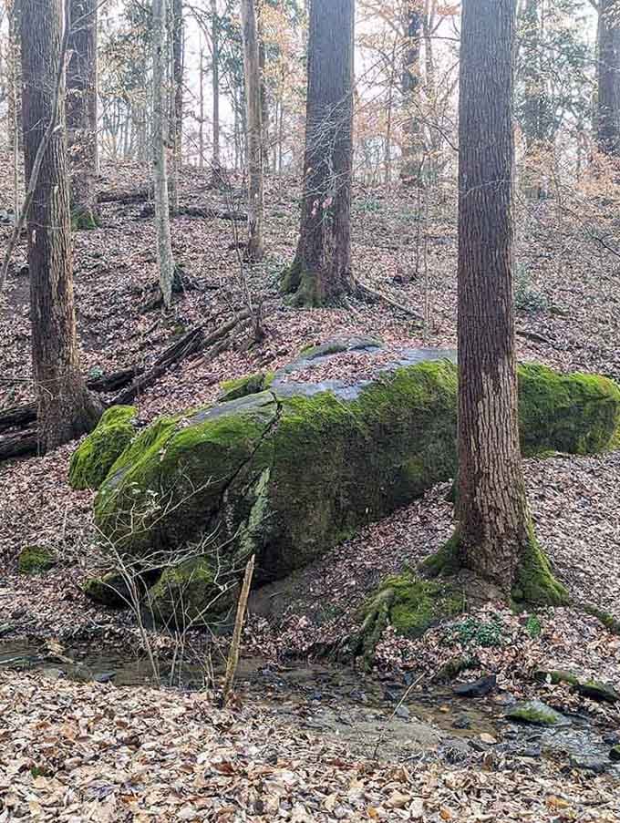 This moss-covered boulder has been sitting here so long it's practically part of the forest's furniture collection.