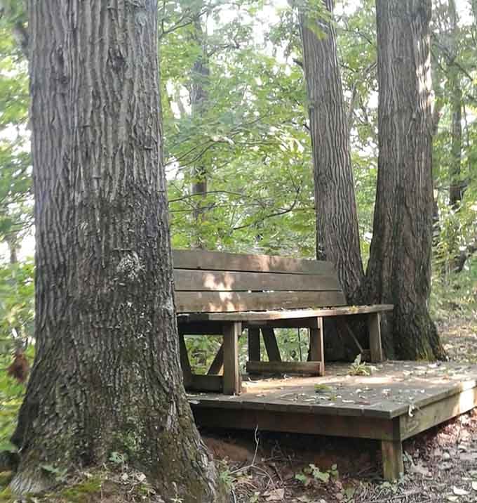 Benches tucked into the forest provide perfect spots for contemplation and catching your breath mid-hike.