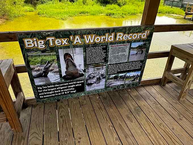 Big Tex holds the world record for largest alligator ever caught alive, making your problems seem refreshingly small.