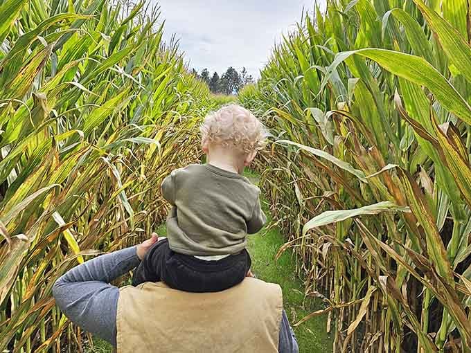 Getting lost in a corn maze is a family tradition that never gets old, especially with a toddler navigator.