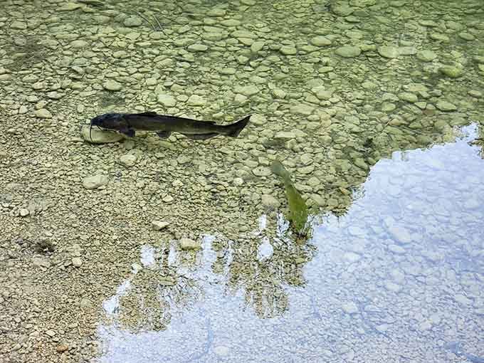 Even the local fish seem to appreciate living in waters clearer than most resort pools you've paid good money for.