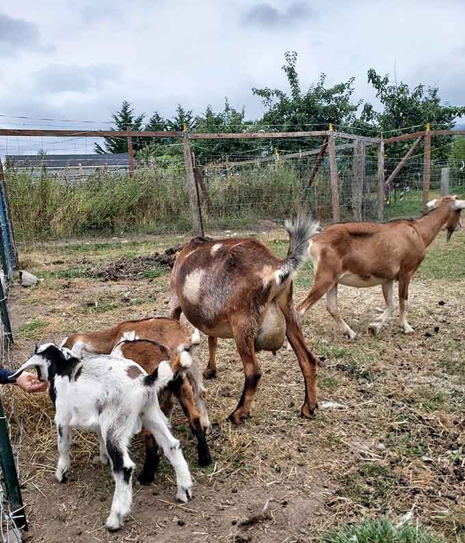 Plot twist: the ranch also hosts adorable goats who provide comic relief between the main alpaca attractions.