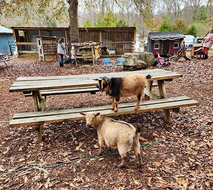 Even the picnic tables get front-row seats to the cutest show in Fountain Inn, South Carolina.