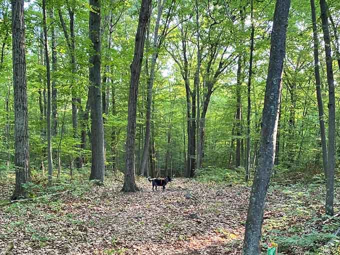 A curious visitor explores the wooded trails where every tree seems to have its own personality and story.