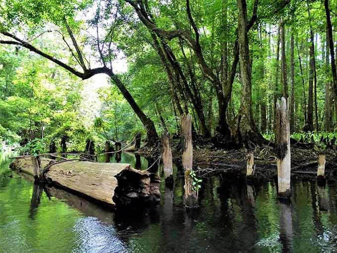A weathered dock juts into emerald water, inviting you to sit and contemplate absolutely nothing for a while.