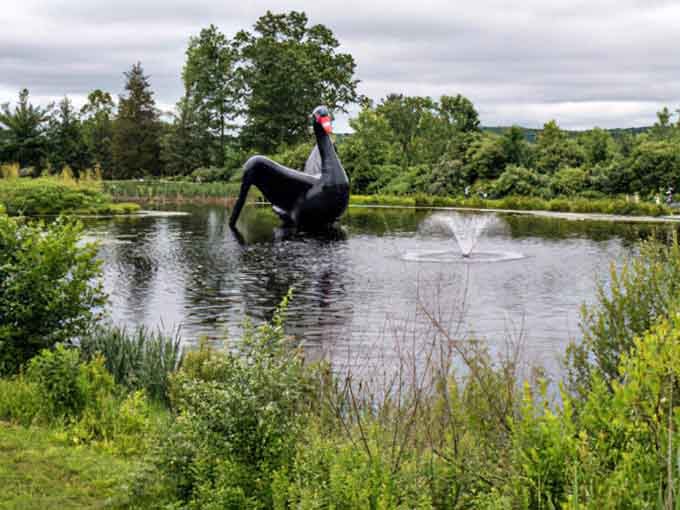 A giant black swan lounging in a pond, because regular waterfowl are apparently too mainstream for this place.