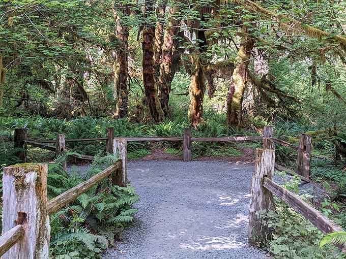 Wooden railings guide you through the greenery, keeping you on track while nature shows off shamelessly.