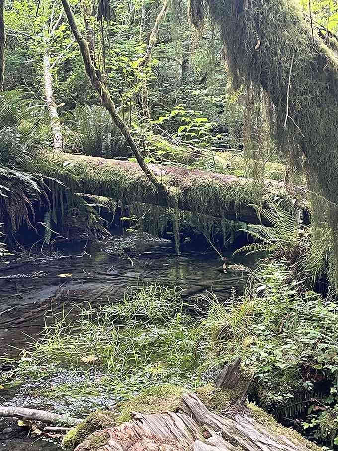 Every log, every stone, every surface here is claimed by green, and the forest wouldn't have it any other way.