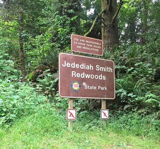 Welcome to Jedediah Smith Redwoods State Park, where the trees are older than your great-great-great-grandparents' grandparents.