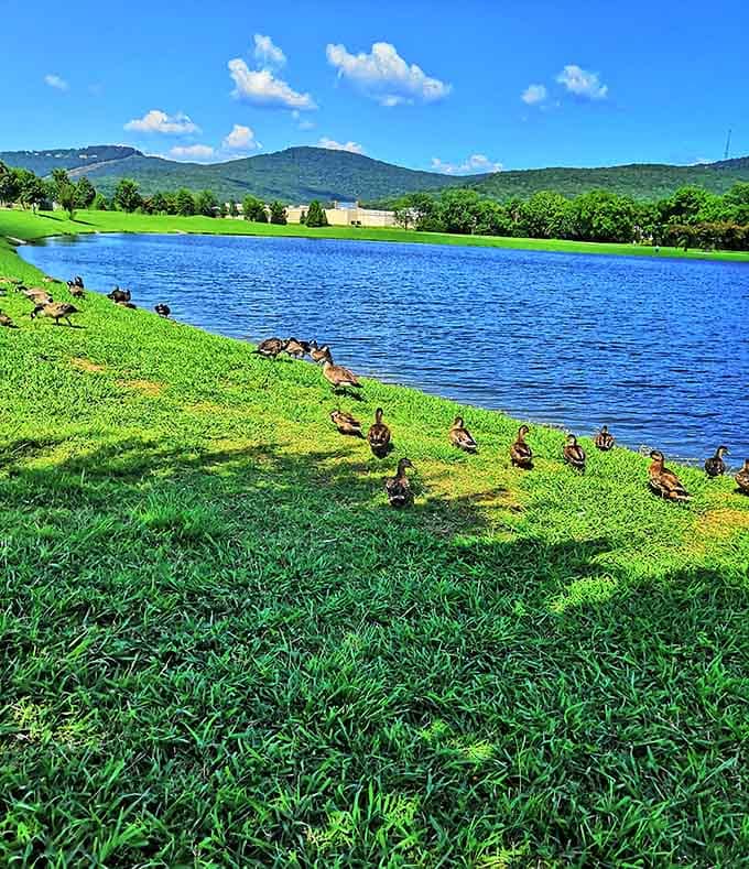 Jones Farm Park's ducks have the right idea, claiming this waterfront paradise as their personal resort destination.