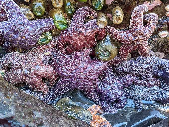 Nature's jewelry box opens at low tide, revealing sea stars in purple and orange that would make any gemstone collection jealous.