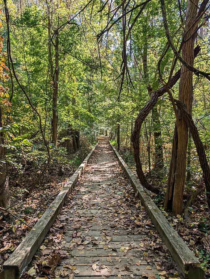 This boardwalk through the wetlands puts you right in the middle of nature's daily drama, no TV required.
