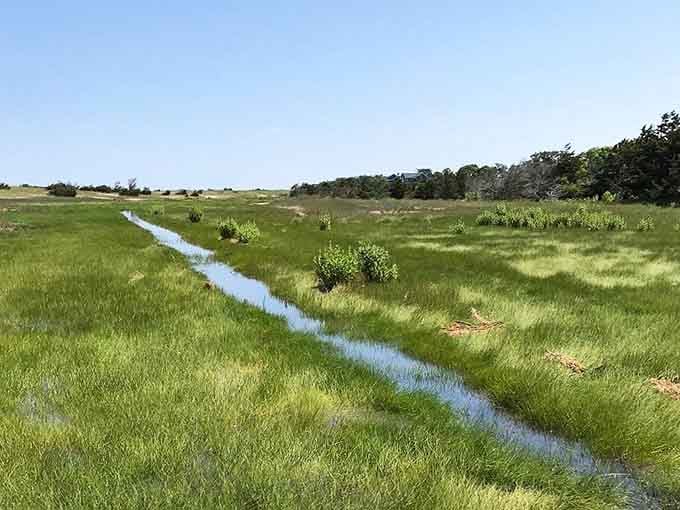 Tidal creeks wind through bright green marsh like nature's own irrigation system on display.