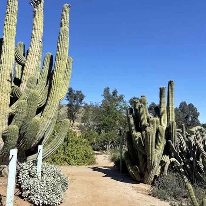 Who knew cacti could grow taller than most basketball players? Mother Nature's showing off again, folks.