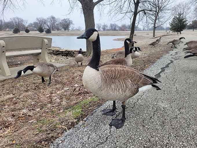 The Canada geese of King Jack Park have claimed the sidewalk and they are not negotiating.