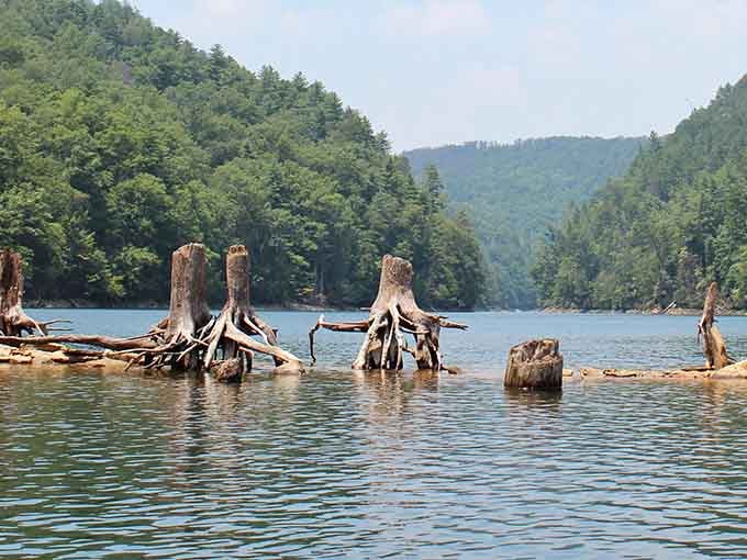 These weathered tree stumps rising from the water stand like ancient sentinels guarding secrets of the lake's quieter depths.