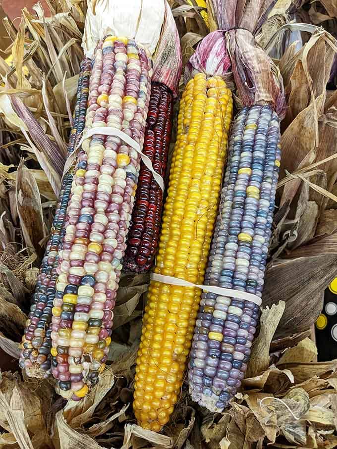 Multicolored corn ears look almost too beautiful to eat, like nature decided to show off its artistic side.