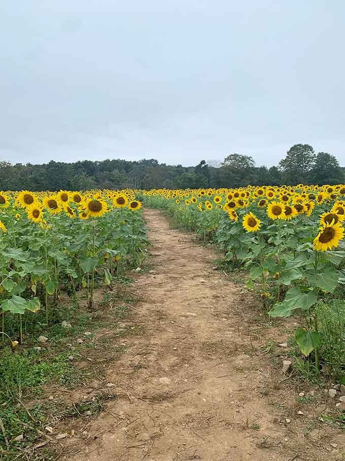 The maze beckons visitors down earthen corridors where every turn reveals another perfect photo opportunity waiting patiently.