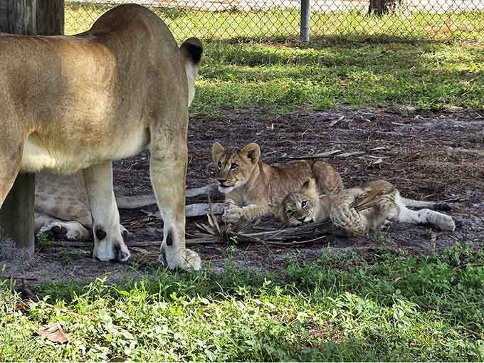 Lion cubs lounging in the shade, living their best life while you're stuck in traffic on I-95.