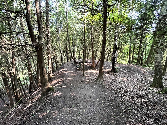 The trail winds through trees like a choose-your-own-adventure book, each turn revealing something new and wonderful to discover.