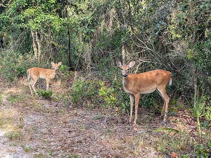Mother and fawn posing like they're auditioning for a nature documentary, completely unbothered by human admirers.