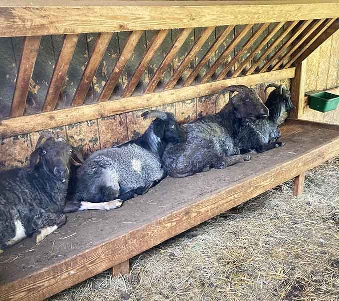 These relaxed residents prove that farm life offers the ultimate stress-free lifestyle we all secretly want.